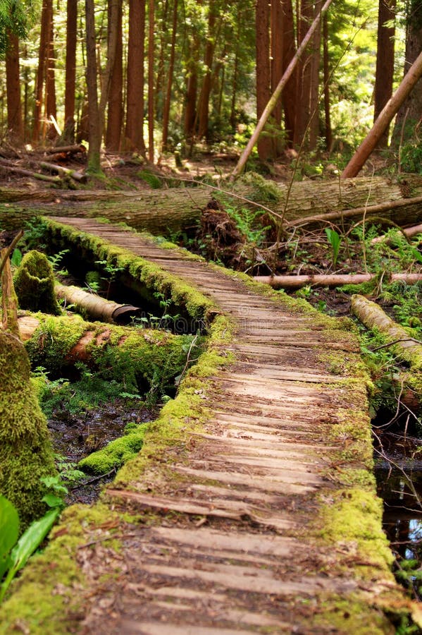 Crooked Path stock image. Image of dark, woods, outside - 11759725