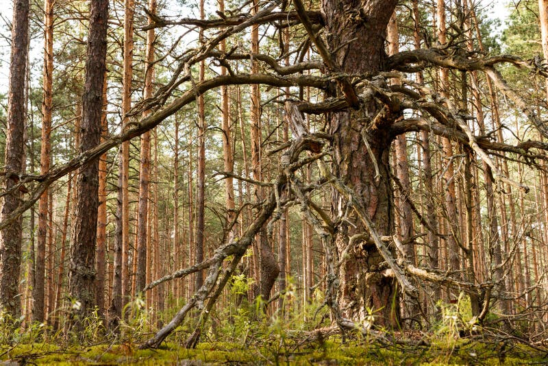 Crooked Pine in Russian Pine Wood. Stock Photo - Image of national ...