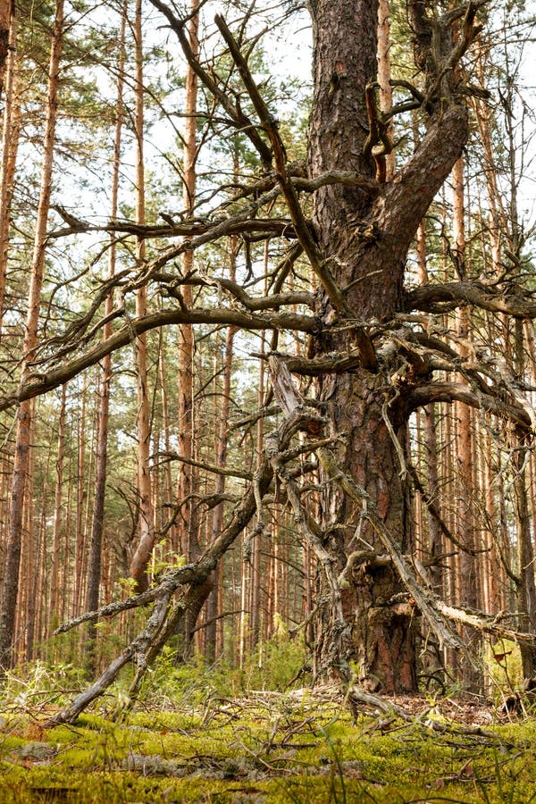 Crooked Pine in Russian Pine Wood. Stock Photo - Image of magical, park ...