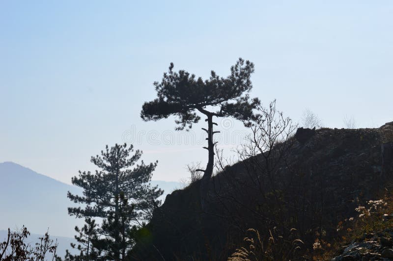 Crooked Pine Trees In A Forest Stock Photo - Image of nature, windblown ...