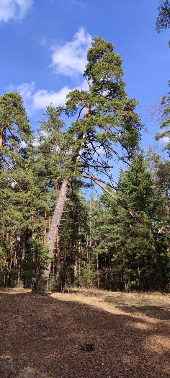 A Crooked Pine Tree Near a Forest Clearing. Stock Image - Image of tree ...