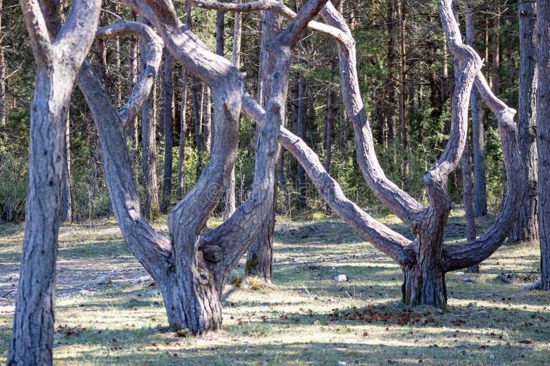 Crooked Pine Tree Trunks Have Grown Stock Image - Image of beauty ...