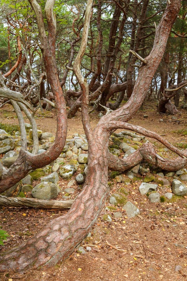 Warped Pine Trees Stock Photos - Free & Royalty-Free Stock Photos from ...
