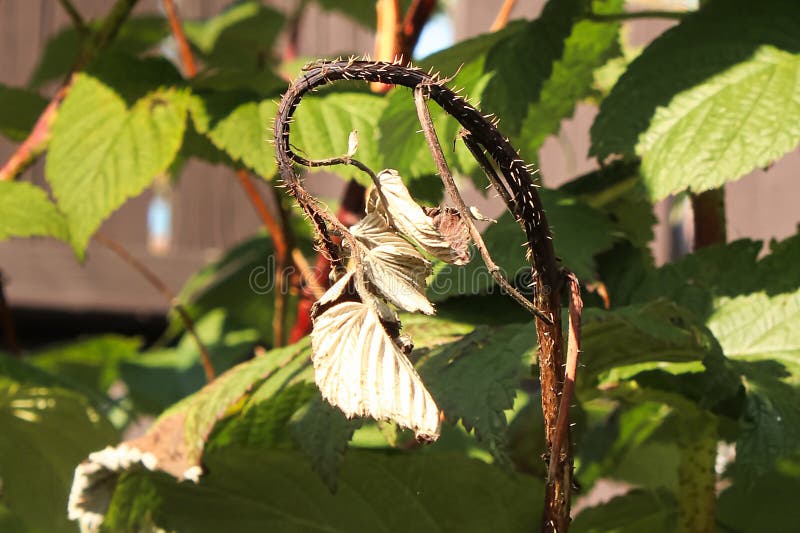 A Crooked Raspberry Cane Infected with Blight Stock Image - Image of ...