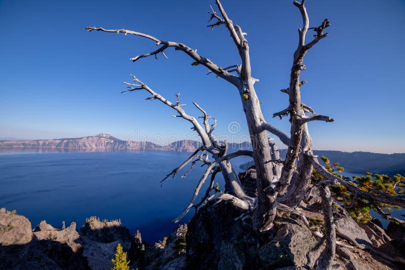 Crooked Remains of a Dead Tree on a Shore of Crater Lake Stock Photo ...