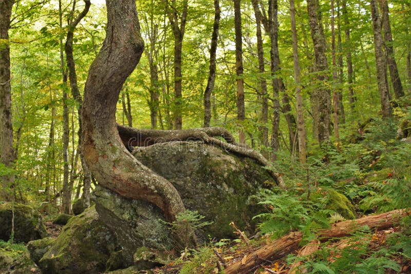 A Crooked Tree Growing Over a Large Boulder Stock Image - Image of ...