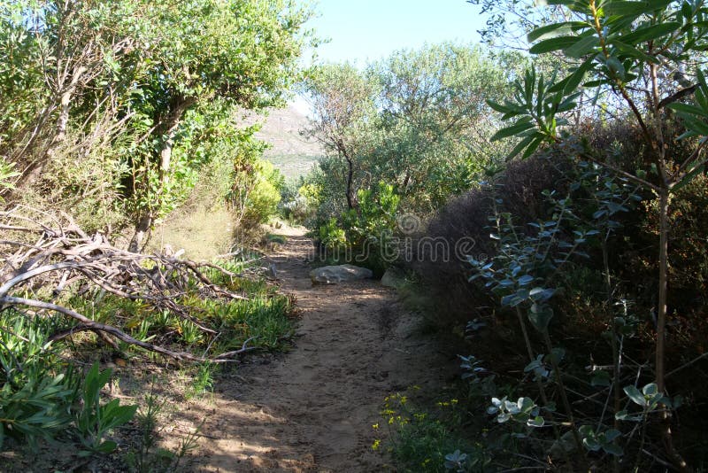 Crooked Sandy Path between Fynbos on Table Mountain, Cape Town Stock ...