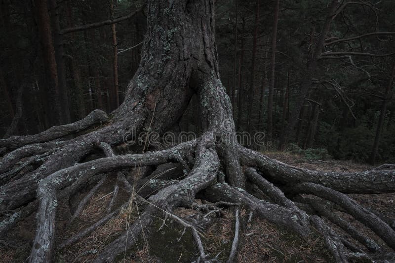 A Crooked, Scary Roots in a Dark Forest Stock Image - Image of autumn ...