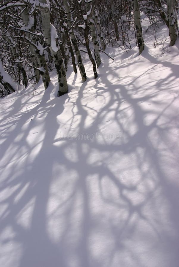 Crooked Shadows of Bare Aspens on Winter Snow Stock Image - Image of ...