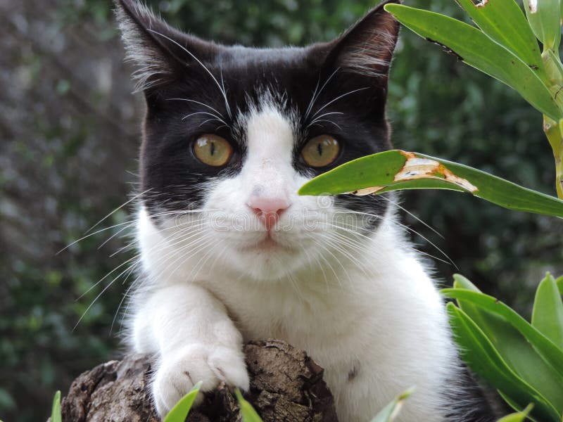 Crooked tail cat stock image. Image of tail, beatiful - 45440077