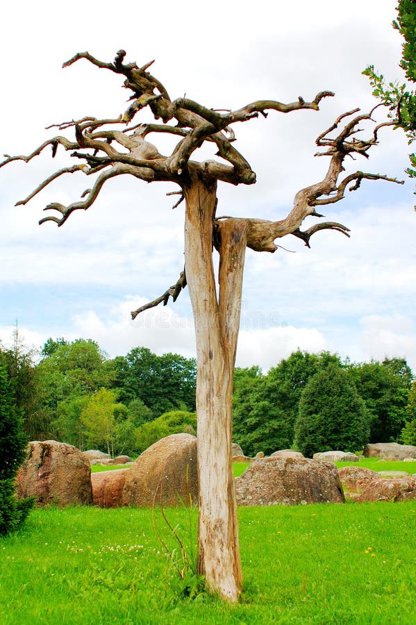 The Crooked Tree. Picture Image: 2798823