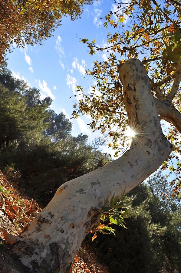 Crooked tree stock photo. Image of curly, autumn, brush - 6922764