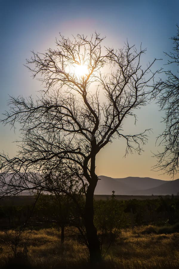 Crooked Tree Against Mountainous Background Stock Photos - Free ...