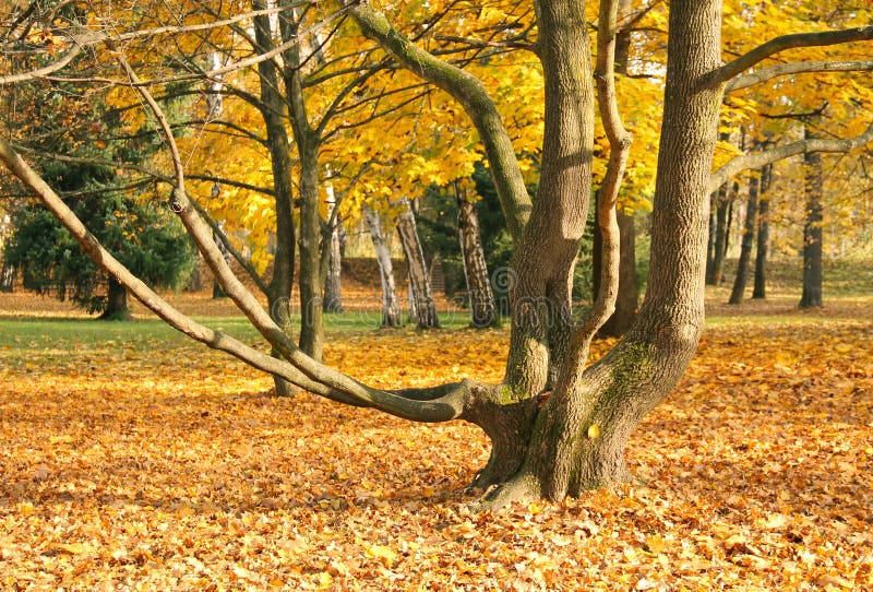 Crooked Tree in the Autumn Park Stock Photo - Image of grow, plant ...