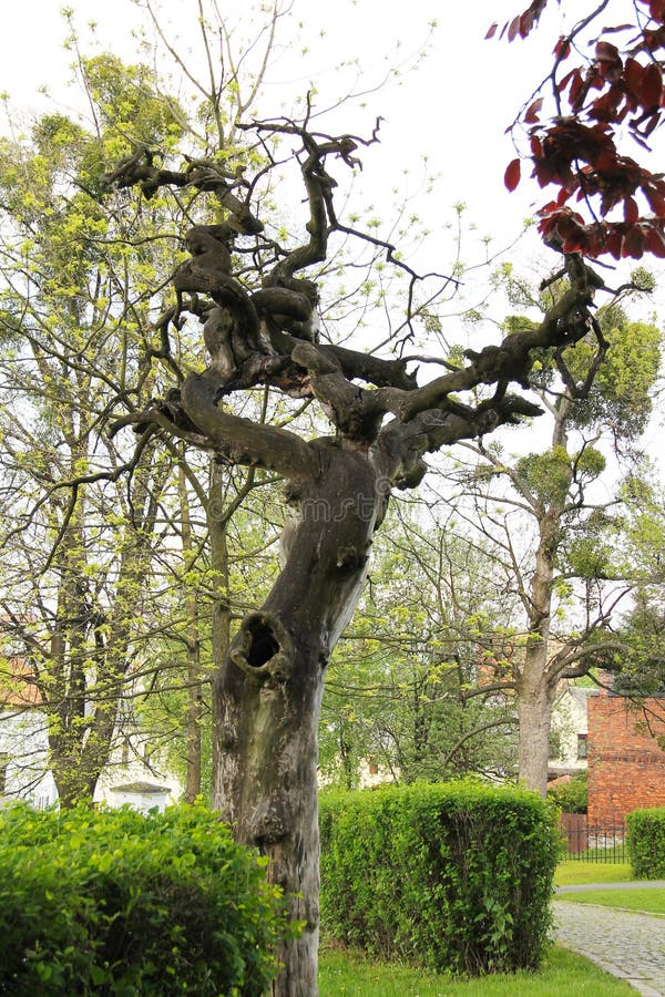 Crooked tree stock photo. Image of botany, shaped, park - 71181430