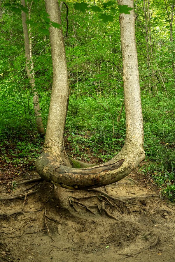Crooked tree stock photo. Image of pieniny, green, bent - 70027812