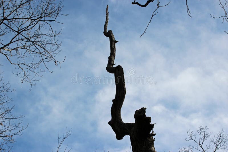 Crooked tree stock photo. Image of wood, shapes, abstract - 66746896