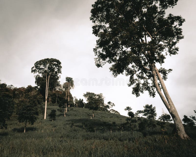 A crooked tree stock image. Image of soil, branch, crooked - 251743387