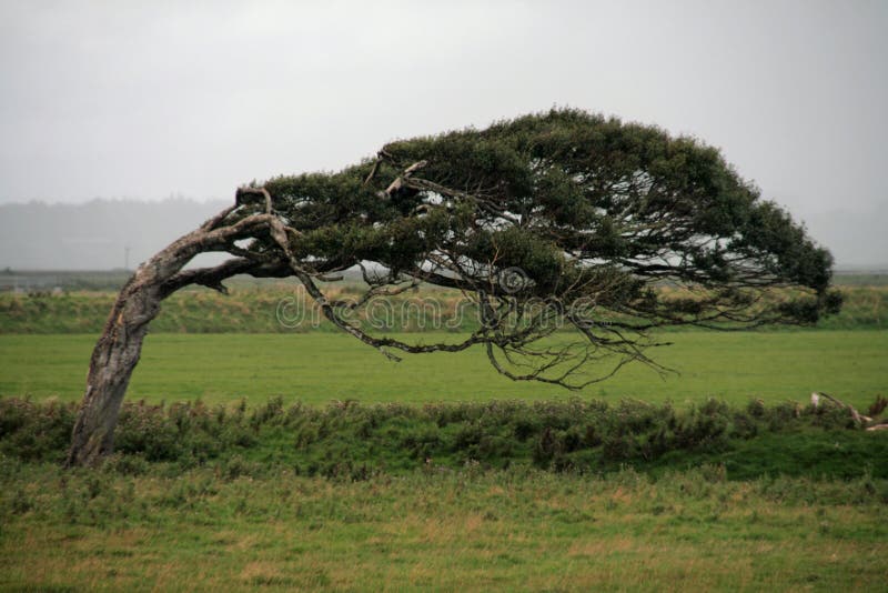 Tree struggles with wind stock photo. Image of nature - 148011072