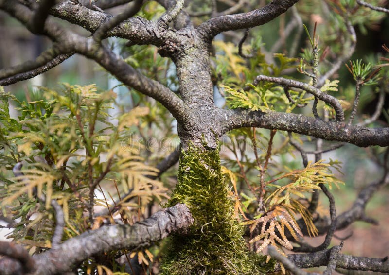 A crooked tree trunk stock photo. Image of amazing, season - 266552952