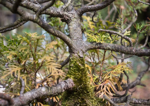 A crooked tree trunk stock photo. Image of amazing, season - 266552952
