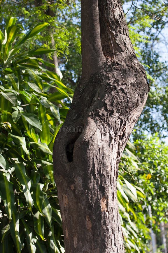 Crooked tree trunk stock photo. Image of rugged, green - 69068046