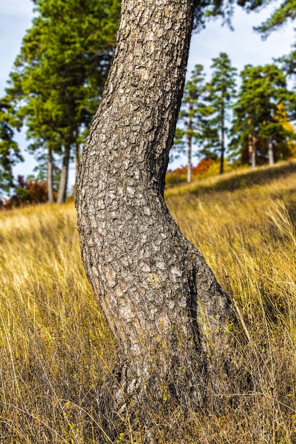 Crooked tree trunk stock photo. Image of strange, curved - 108439972