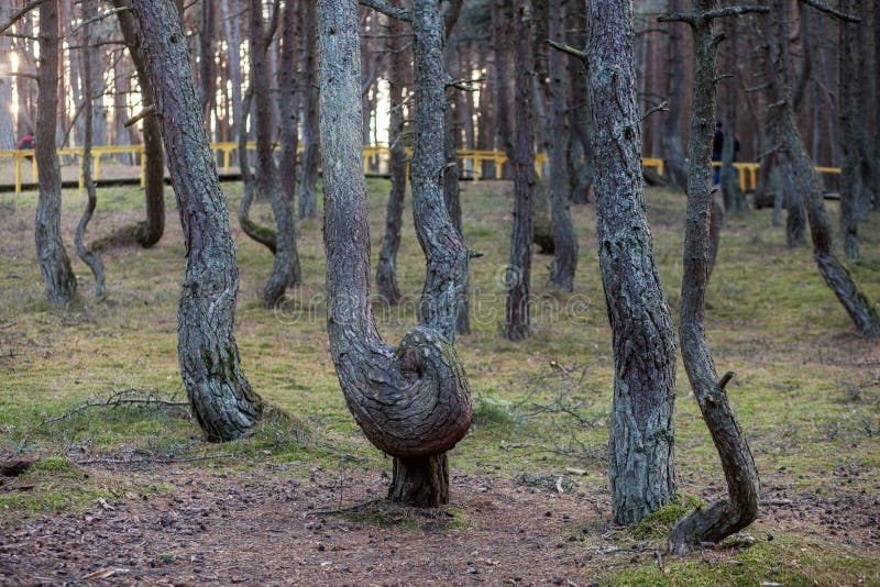 Crooked Tree Trunks in the Forest Stock Photo - Image of pines ...