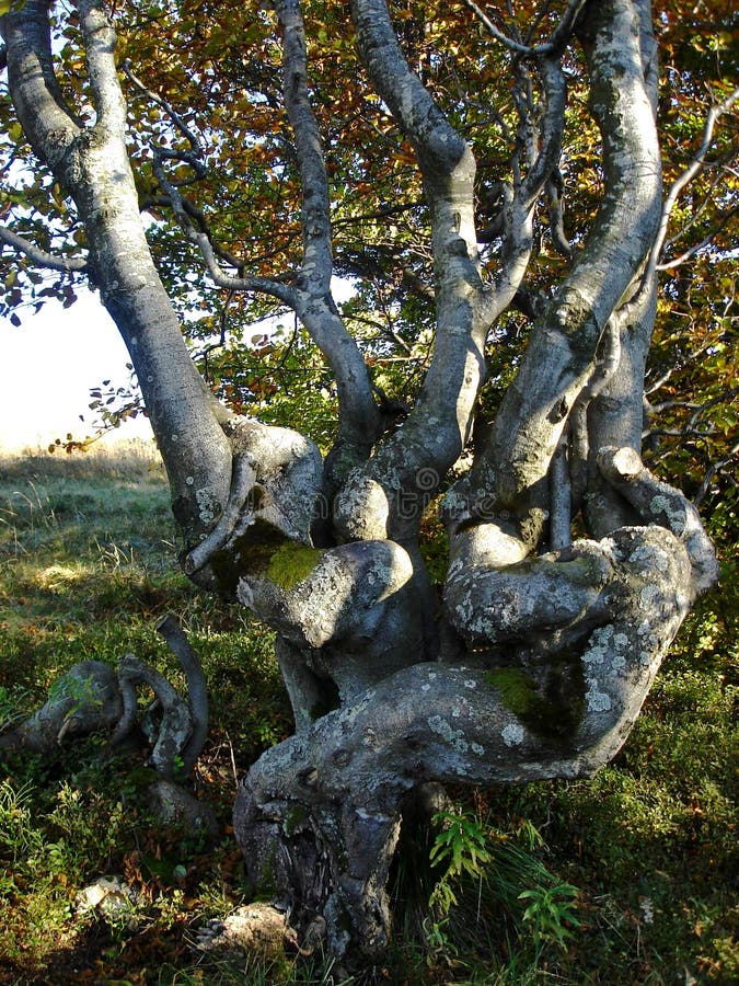 Crooked Tree with Twisted Tree Trunks and Branches Stock Photo - Image ...