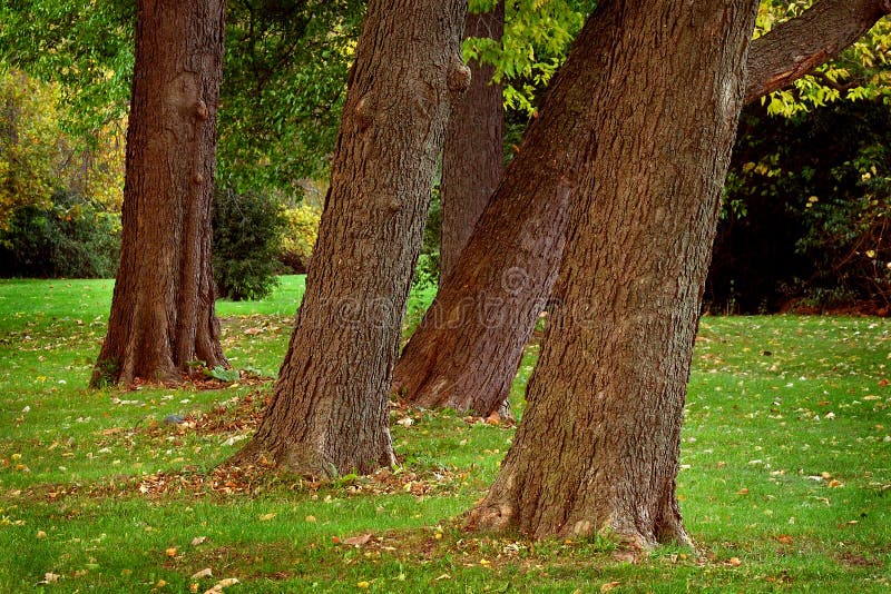 Crooked trees stock image. Image of natural, outside, slanted - 5537915