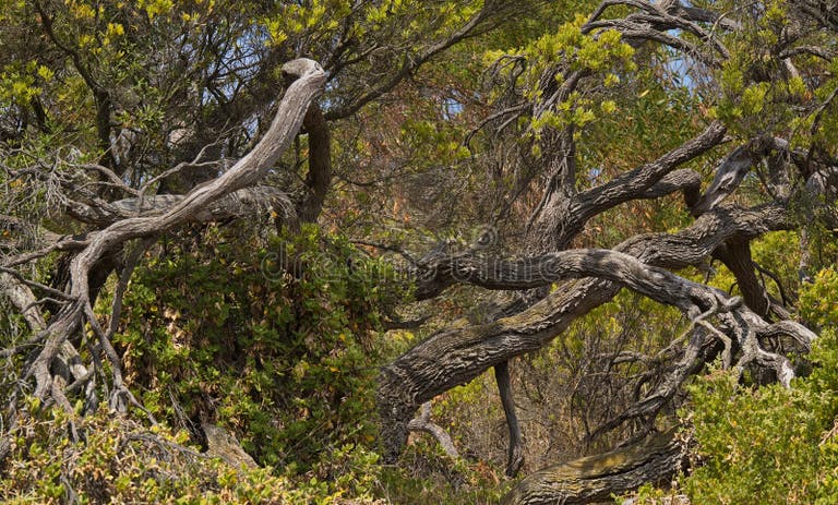 Crooked Trees at Anglesea River in Anglesea Stock Photo - Image of ...