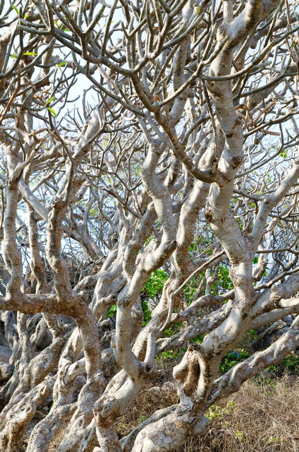 Crooked trees stock image. Image of shrub, bare, bushes - 30722443