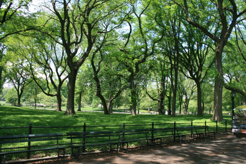 Crooked Trees in New York Central Park. Stock Photo - Image of york ...