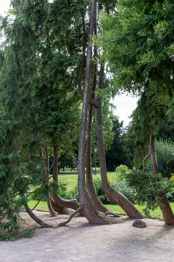 Crooked trees in the park stock image. Image of leaves - 252246569