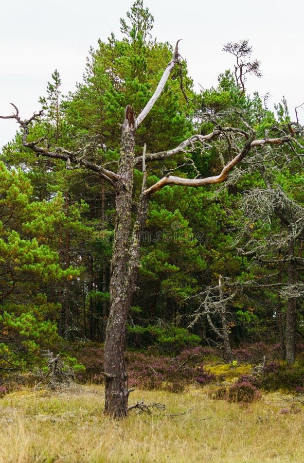 Crooked Trunks of Pine Trees in the Forest. Unusual Coniferous Trees in ...
