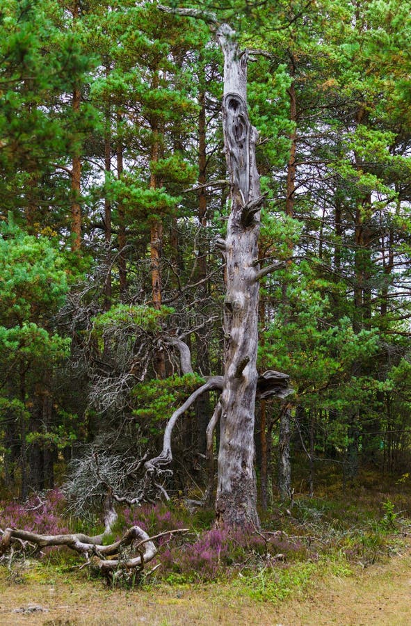 Crooked Trunks of Pine Trees in the Forest. Unusual Coniferous Trees in ...