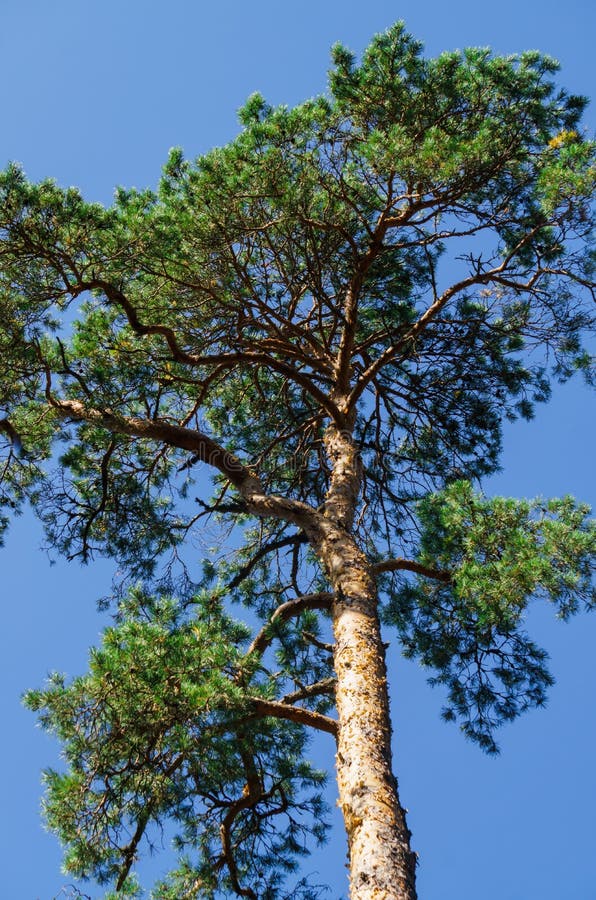 Crooked Trunks of Pine Trees in the Forest. Unusual Coniferous Trees in ...