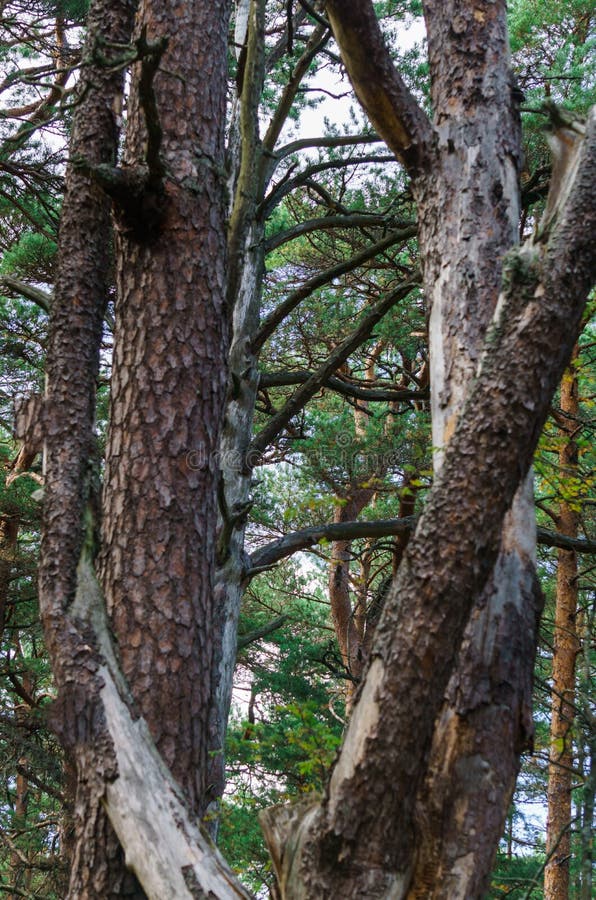 Crooked Trunks of Pine Trees in the Forest. Unusual Coniferous Trees in ...