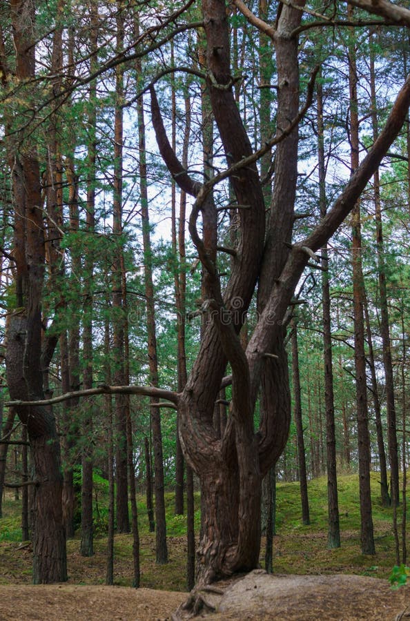 Crooked Trunks of Pine Trees in the Forest. Unusual Coniferous Trees in ...