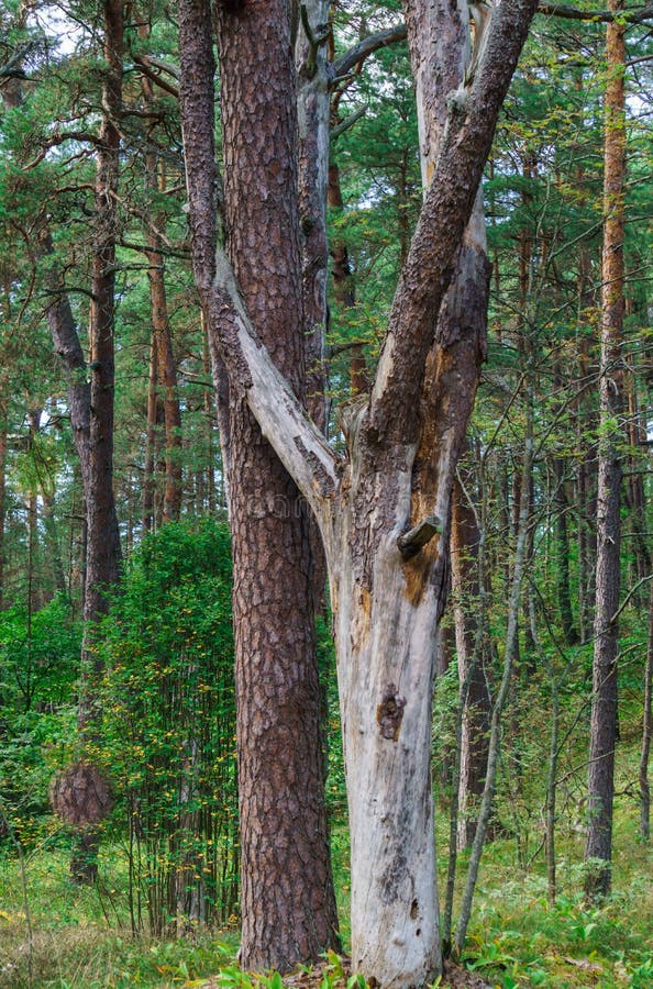 Crooked Trunks of Pine Trees in the Forest. Unusual Coniferous Trees in ...