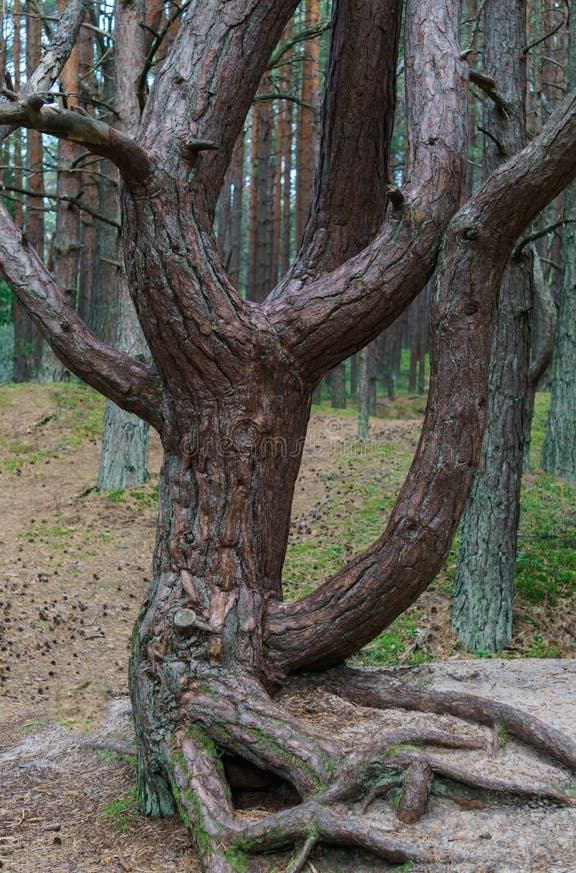 Crooked Trunks of Pine Trees in the Forest. Unusual Coniferous Trees in ...