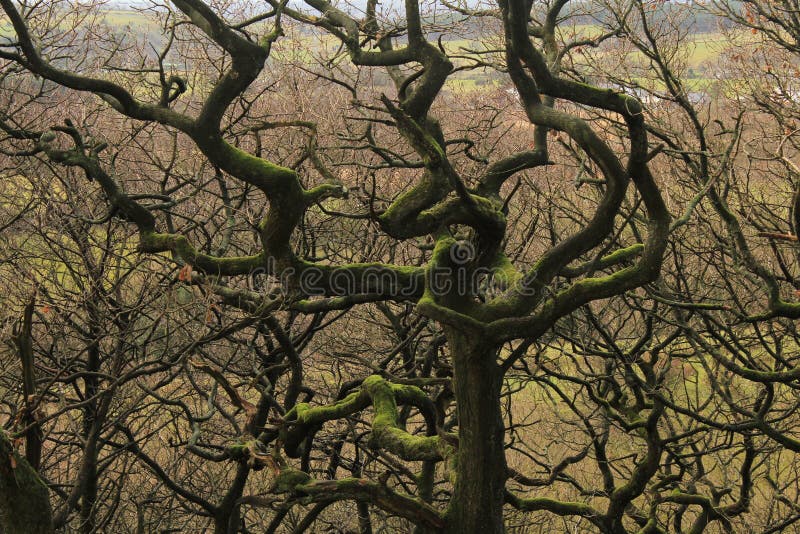 Crooked stock photo. Image of tree, crooked, forrest - 83568184