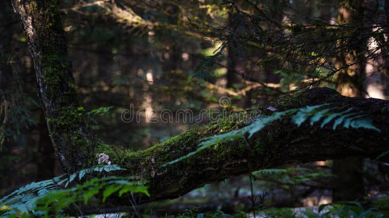 A Crookedly Growing Tree in the Forest. Crooked Tree Stock Image ...