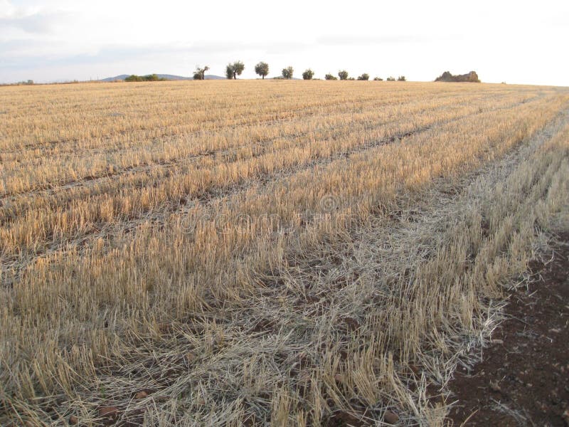 Crop, Agriculture, Field, Grass Family Stock Photo - Image of triticale ...