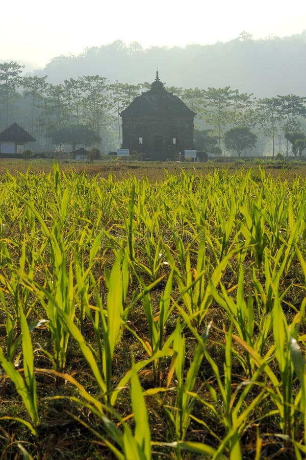 Crop, Agriculture, Field, Vegetation Picture. Image: 107439700