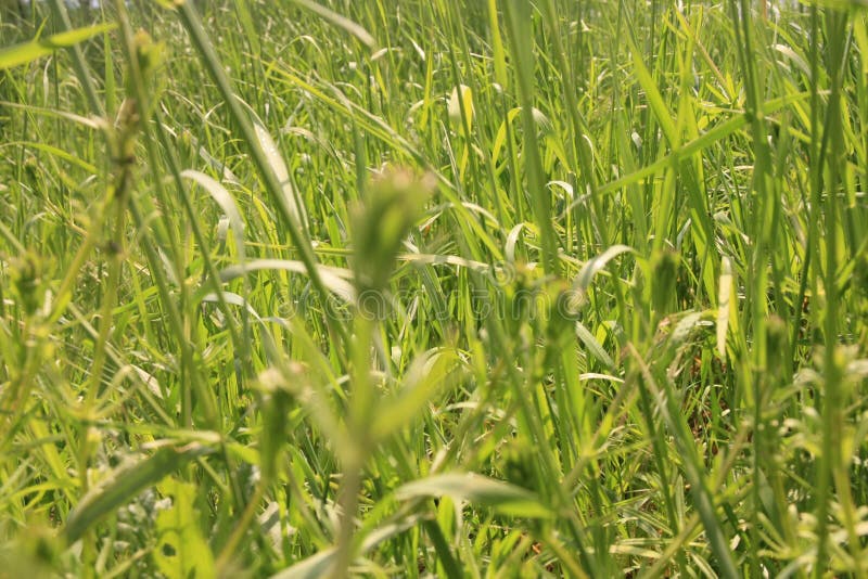 Crop, Agriculture, Vegetation, Grass Picture. Image: 116789501