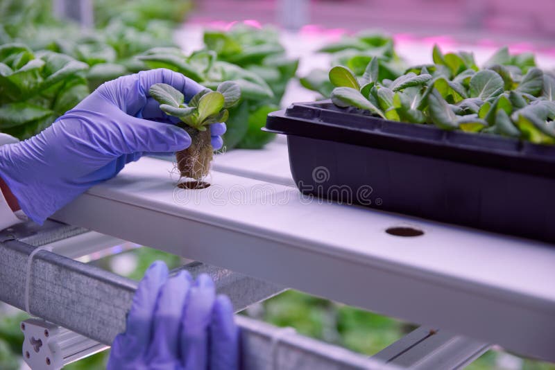 Unrecognizable Biologist in Lab with Green Lettuce Stock Photo - Image ...