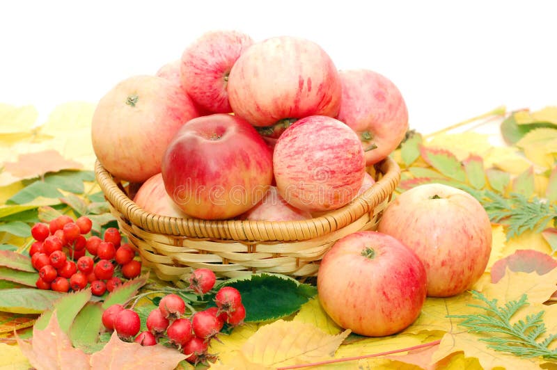 Crop of apples stock image. Image of green, apple, garden - 11078501