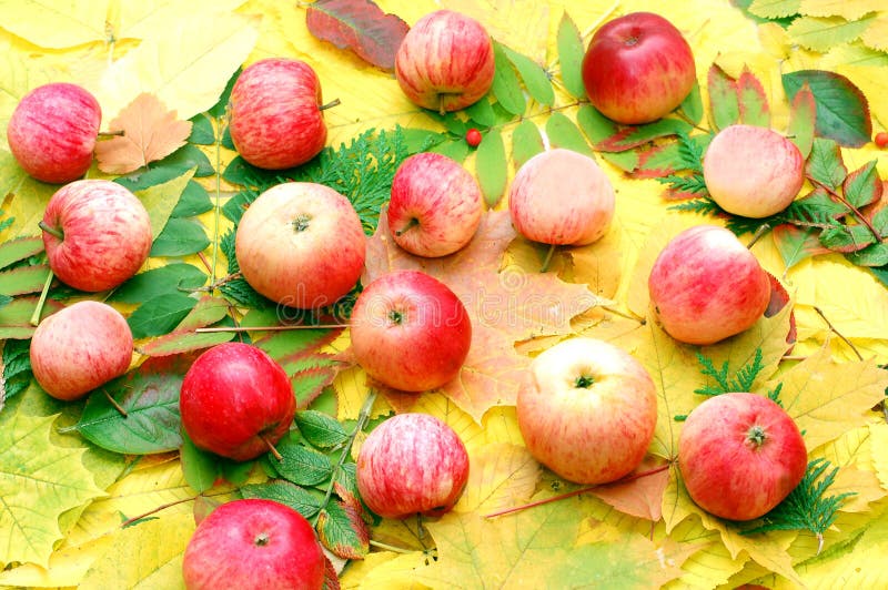 Crop of apples stock image. Image of green, apple, garden - 11078501