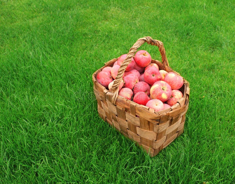Crop of apples stock photo. Image of food, sweet, snack - 12820898